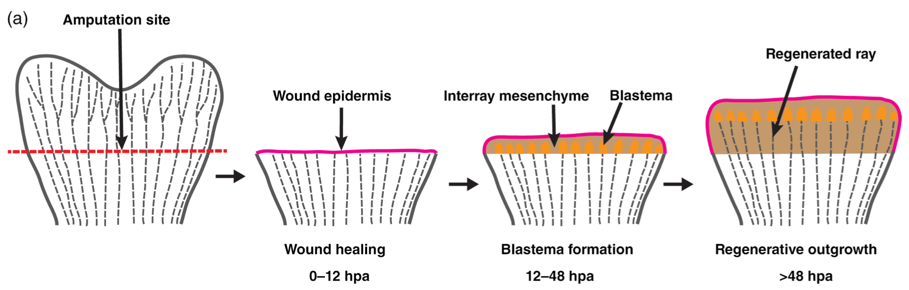 Caudal fin regeneration in zebrafish - Bionomous